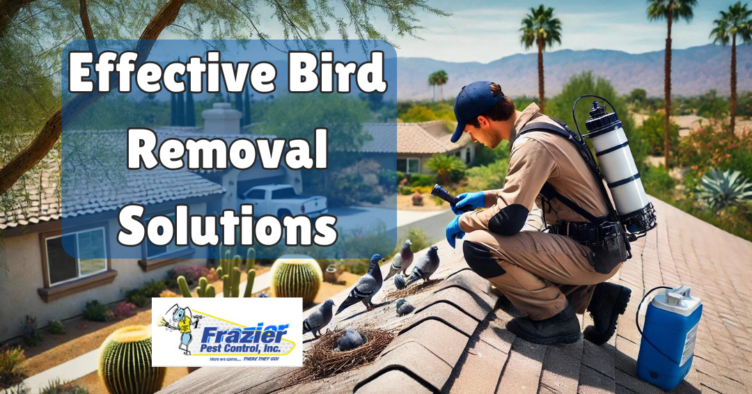 Bird Removal Solutions: Protect Your Coachella Home - Frazier Pest Control