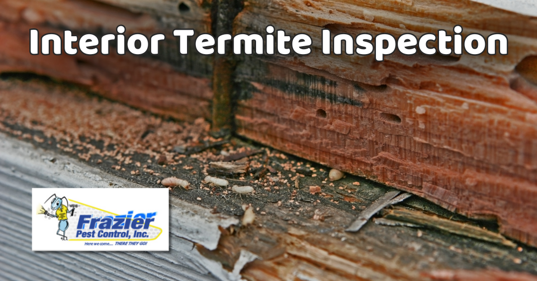 The Termite Inspection Process in Coachella Valley - Frazier Pest Control