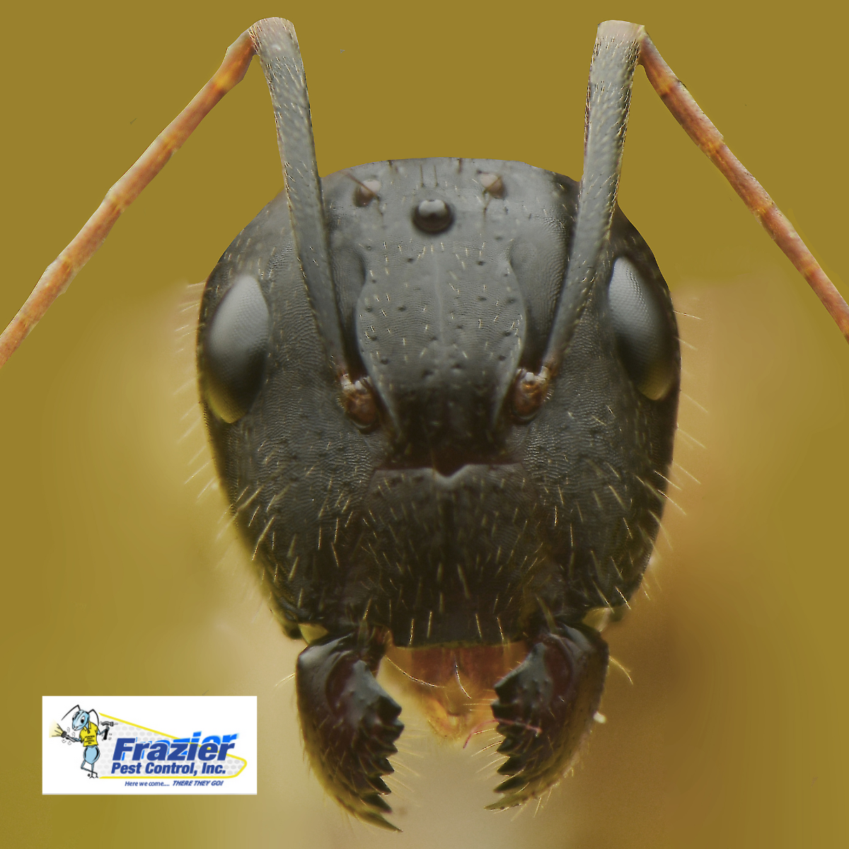 Carpenter Ants: Eliminating Infestations in Coachella Valley Homes ...