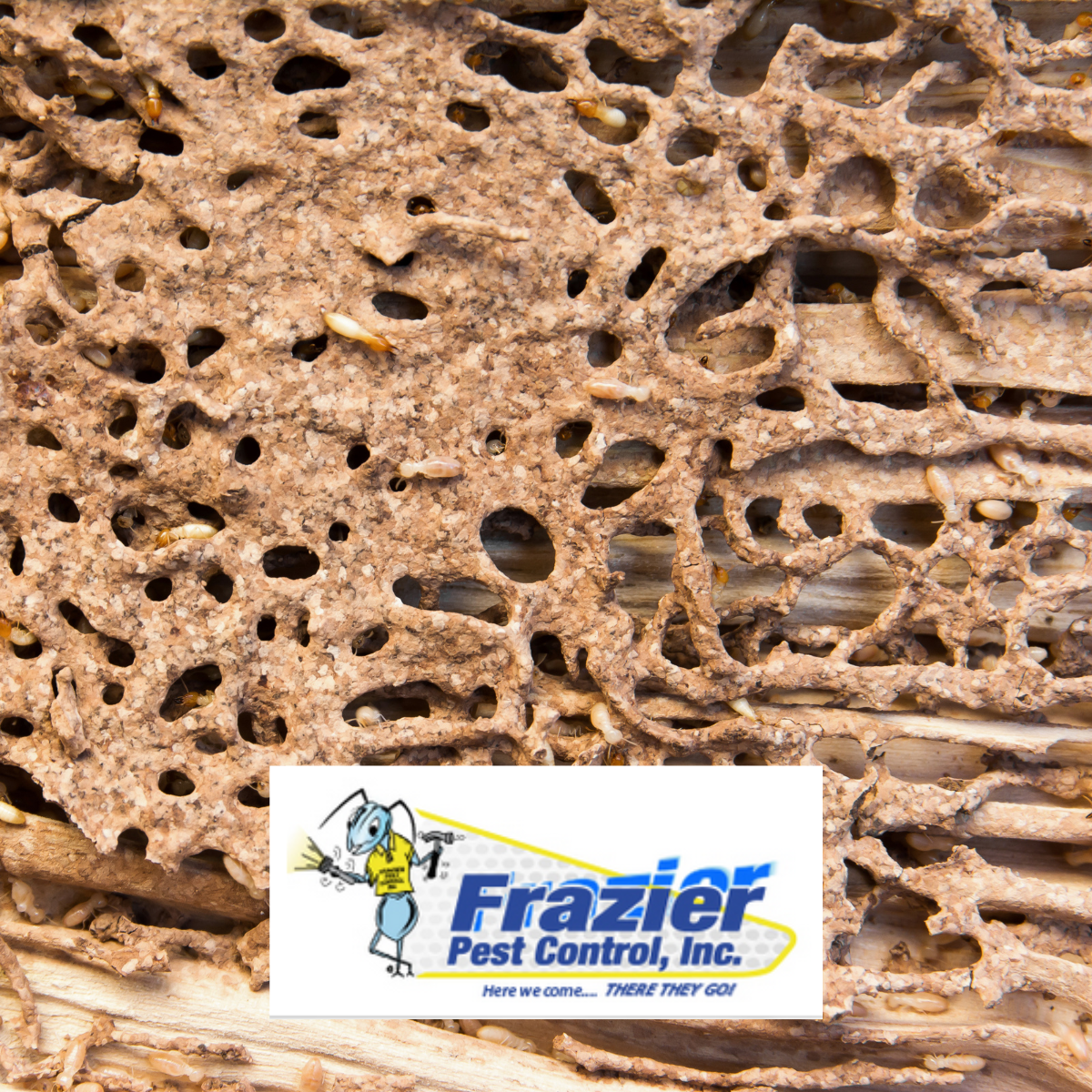 Termite Damage: The Silent Destroyer of Your Coachella Valley Home ...