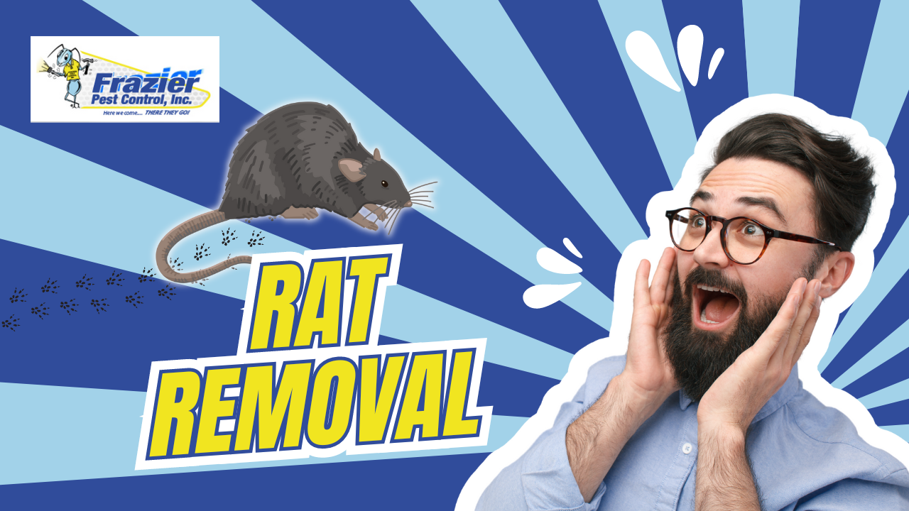 Professional Rat Removal Services in Coachella Valley - Frazier Pest ...