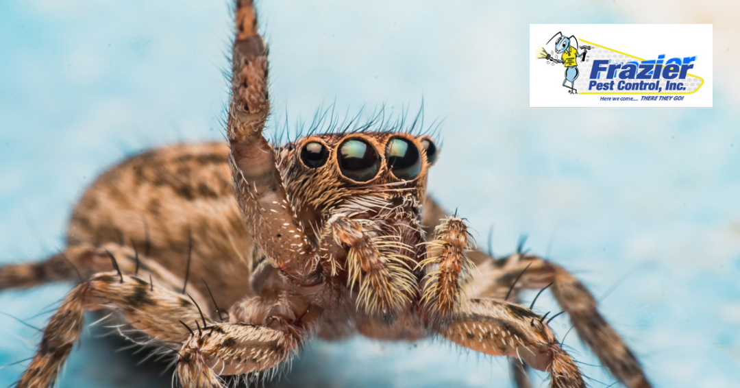 Spider Control: Essential Tips for Coachella Valley Residents - Frazier ...