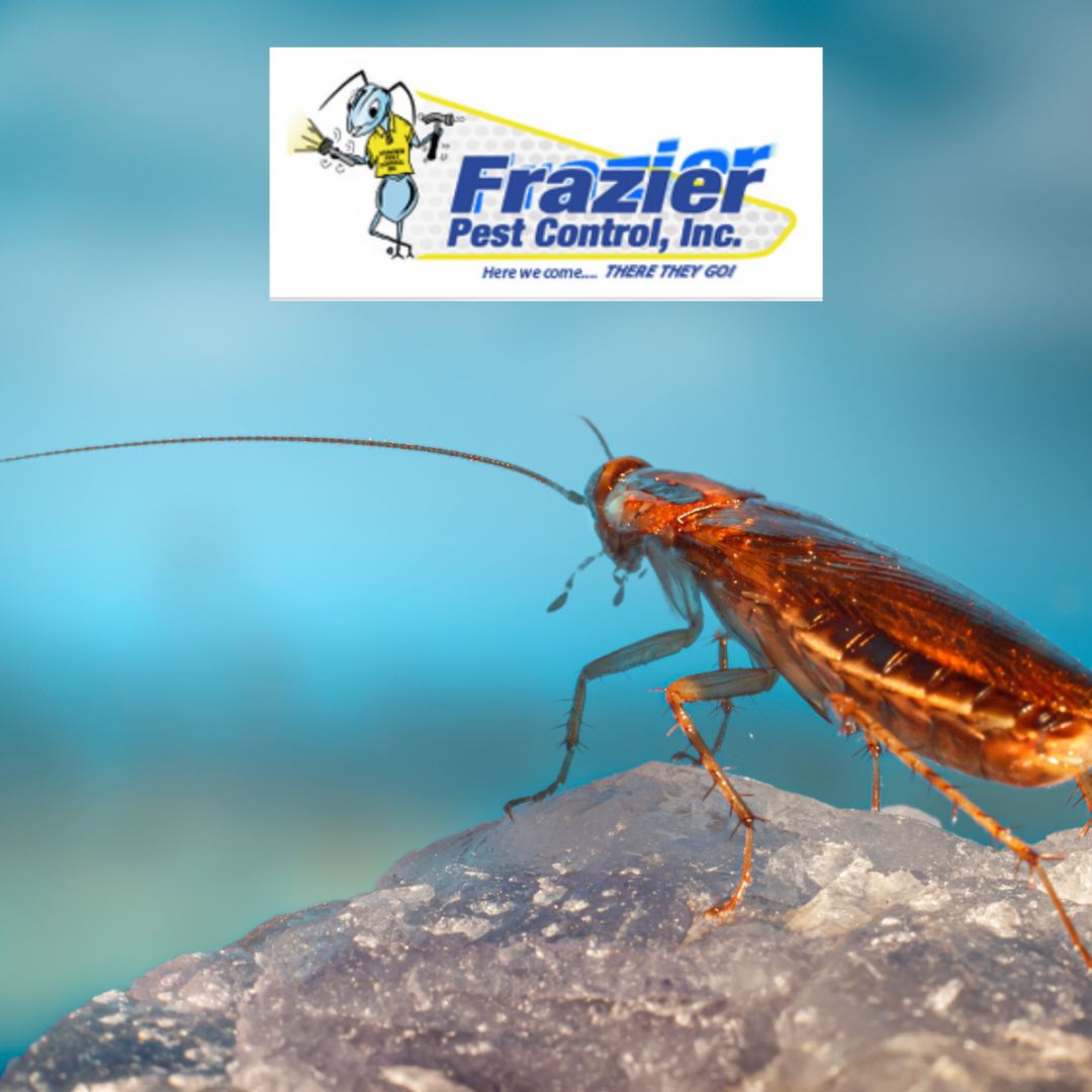 Insects in Palm Springs, CA: What You Need to Know - Frazier Pest Control