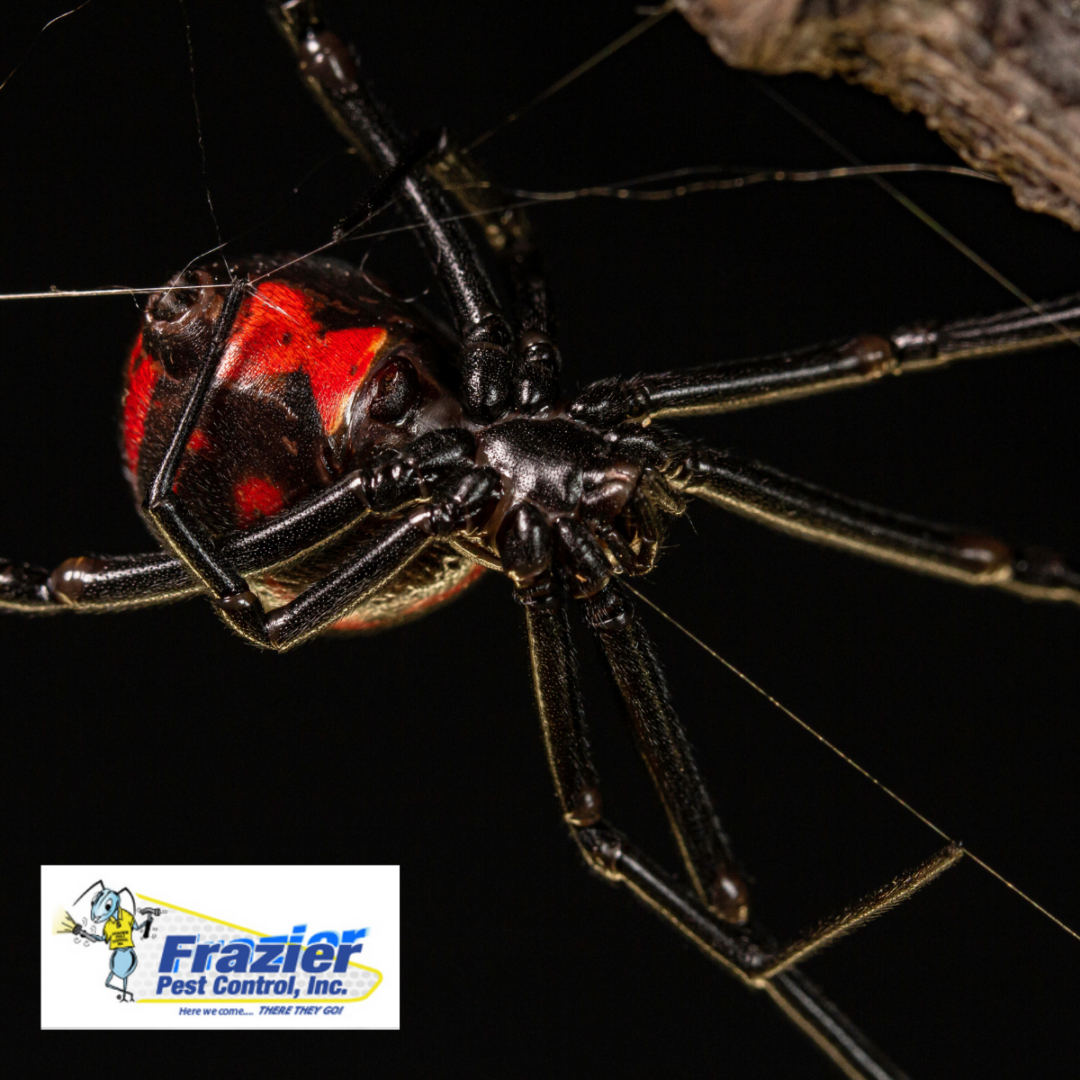 What Are the Symptoms of a Black Widow Spider Bite? Coachella Valley ...