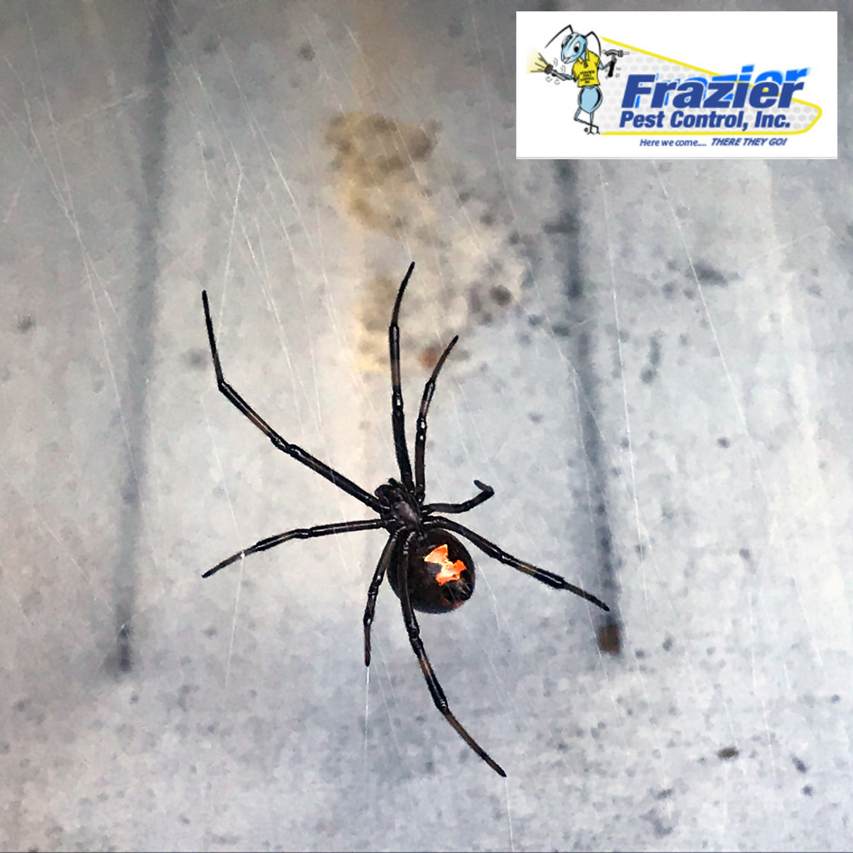 What Are the Symptoms of a Black Widow Spider Bite? Coachella Valley ...
