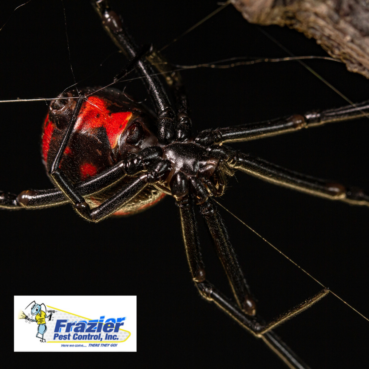 What Are the Symptoms of a Black Widow Spider Bite? Coachella Valley ...
