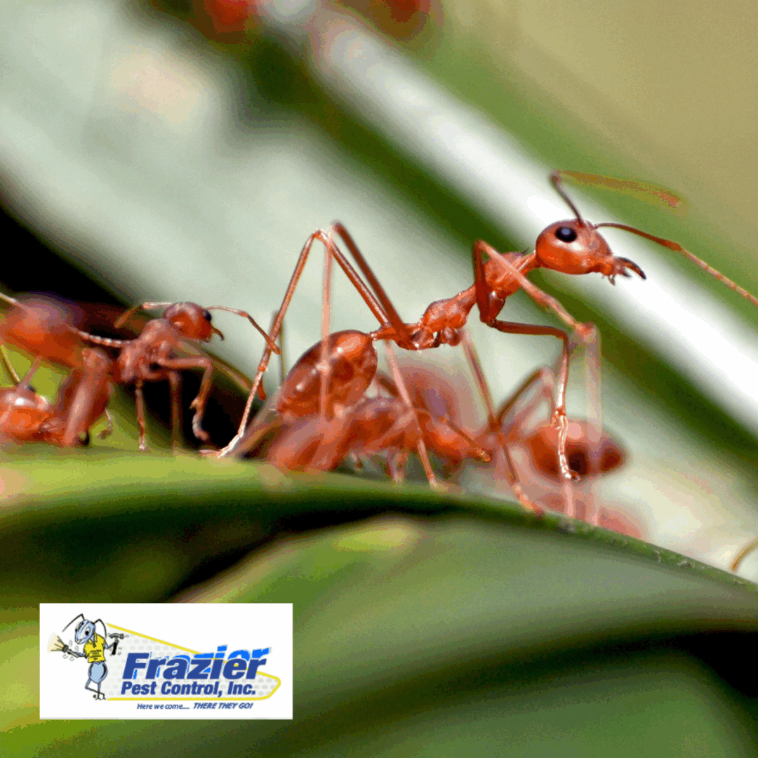 Why Squishing Ants Can Make Your Infestation Worse - Frazier Pest Control