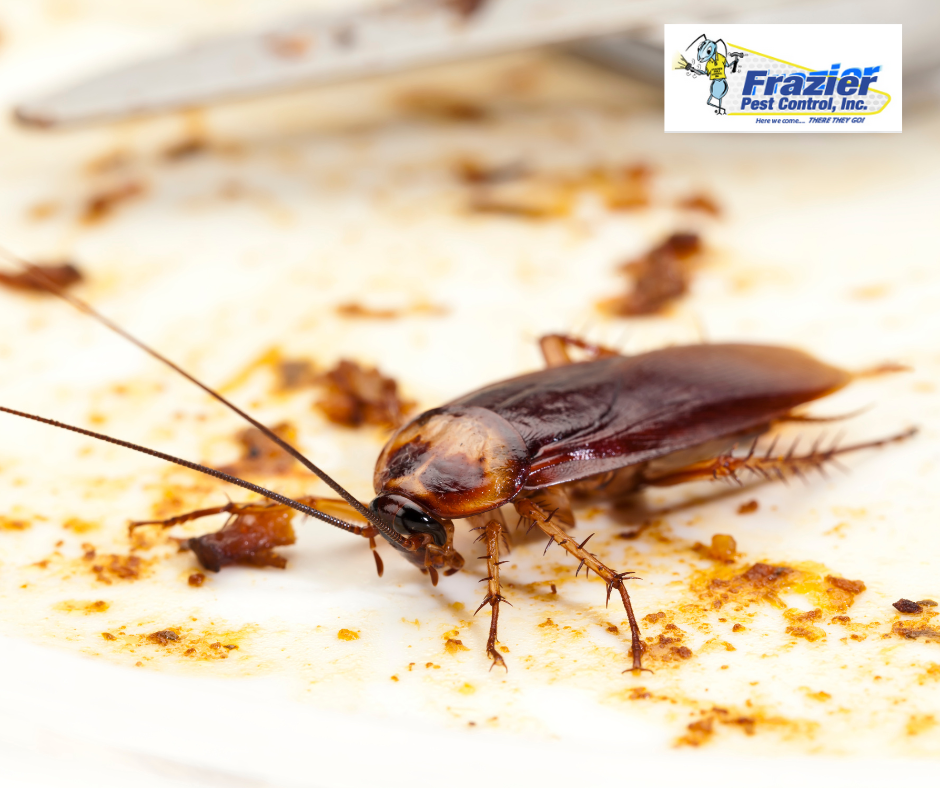 Why Cockroaches Come Out at Night (and What Daytime Means) - Frazier ...