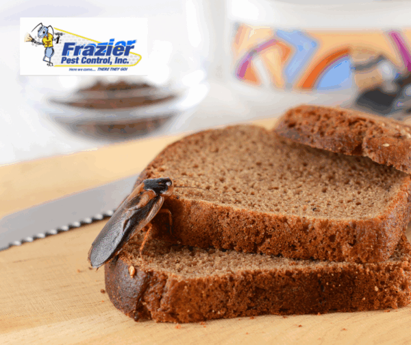 The Smell of Cockroaches: What It Means and How to Get Rid of It ...