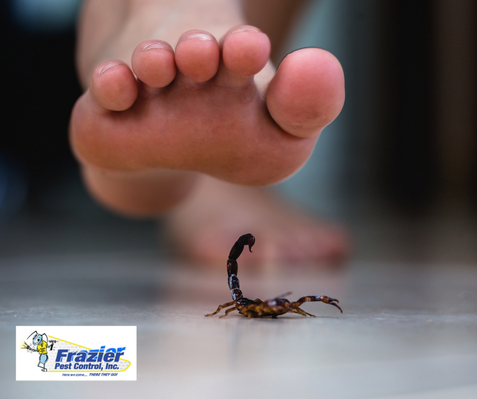 Fall Invaders: The Top 5 Pests Looking for Shelter in Your Home Right Now - Frazier Pest Control