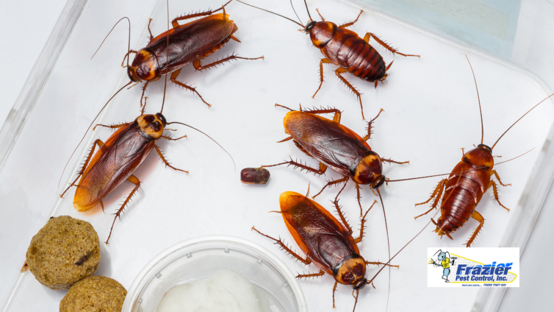 Why Pests Are Drawn to Clean Homes (And Where They Hide) - Frazier Pest ...