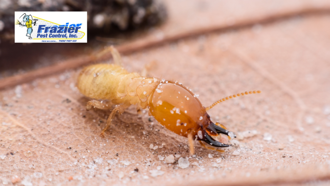 The Most Overlooked Areas Homeowners Forget to Inspect for Pests ...